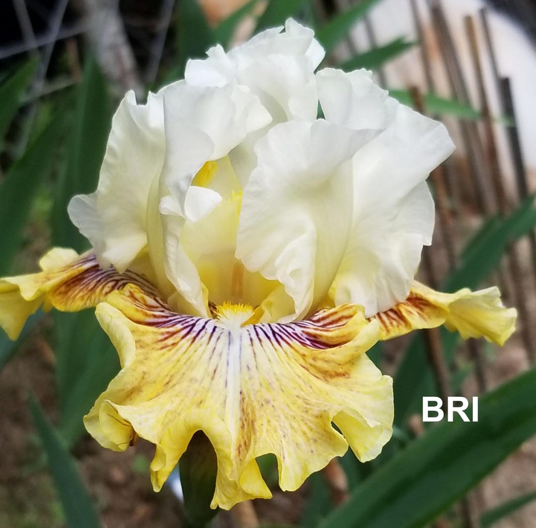 Tb Iris FANCY A FLUTTER, 1 Rhizome, Pre-season Sale - Etsy