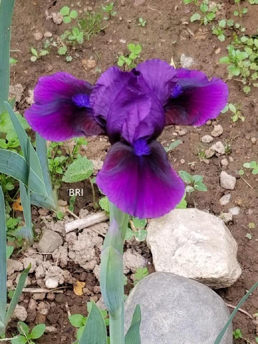 Sdb Iris GRAPESICLE, 1 Rhizome, Pre-season Sale - Etsy