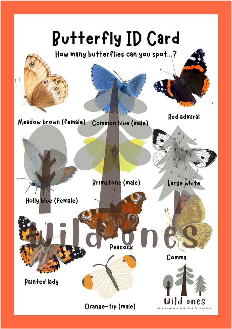 Printable Nature ID Cards for Children Age 3-8 Years - Etsy