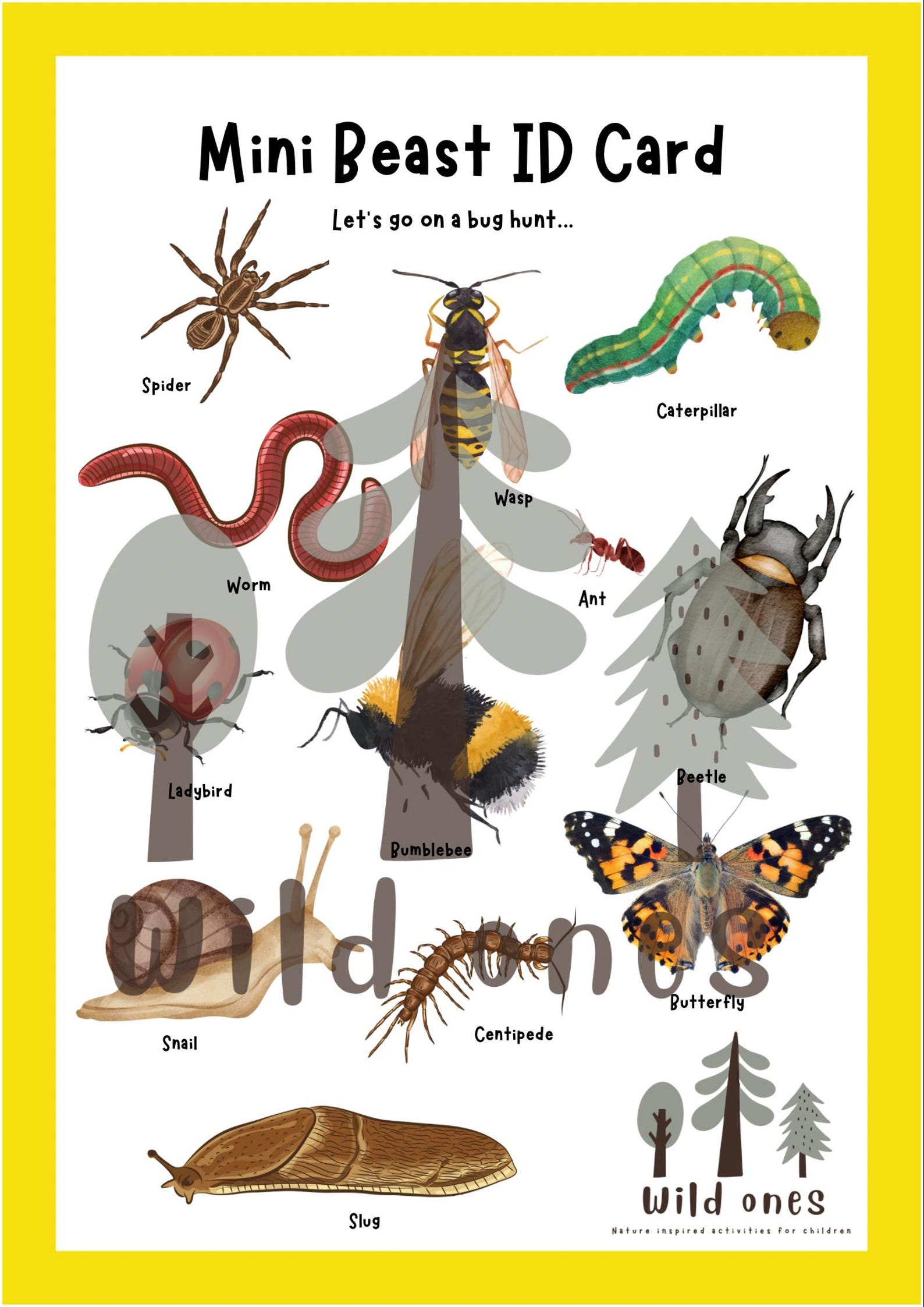 Printable Nature ID Cards for Children Age 3-8 Years - Etsy