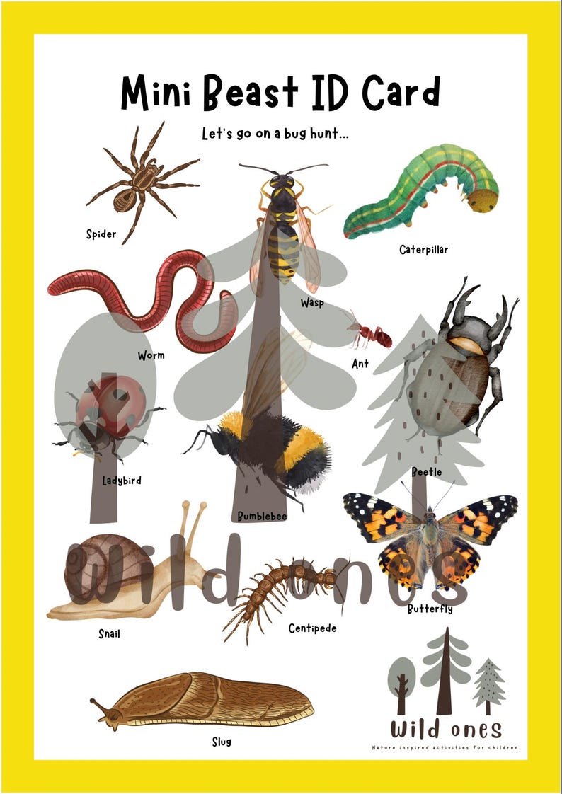 Printable Nature ID Cards for Children Age 3-8 Years - Etsy