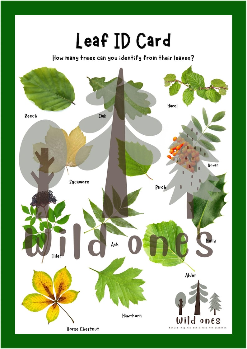 Printable Nature ID Cards for Children Age 3-8 Years - Etsy