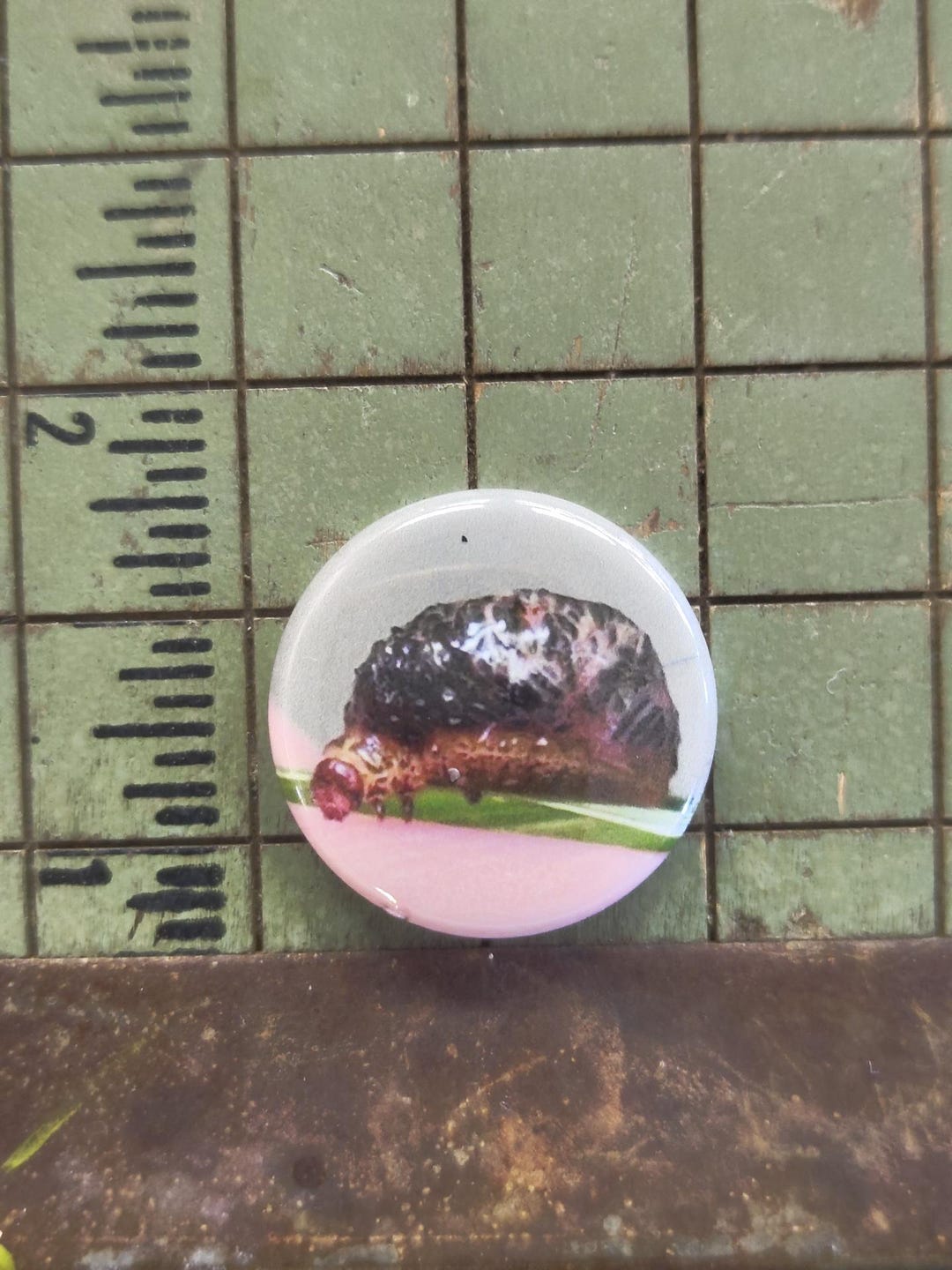 Beetle Larva With Fecal Shield One Inch Button - Etsy