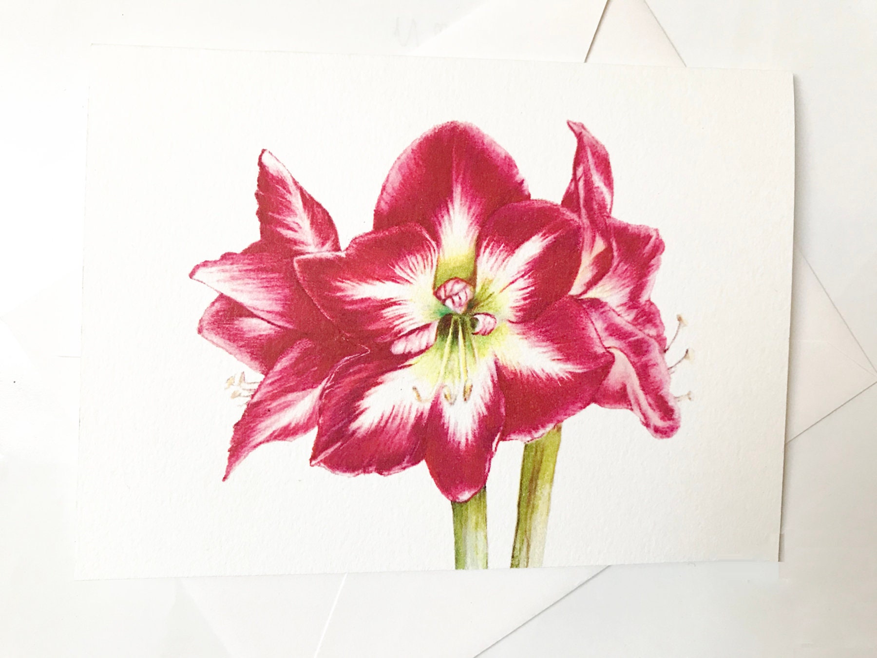 Amaryllis Flower Drawing