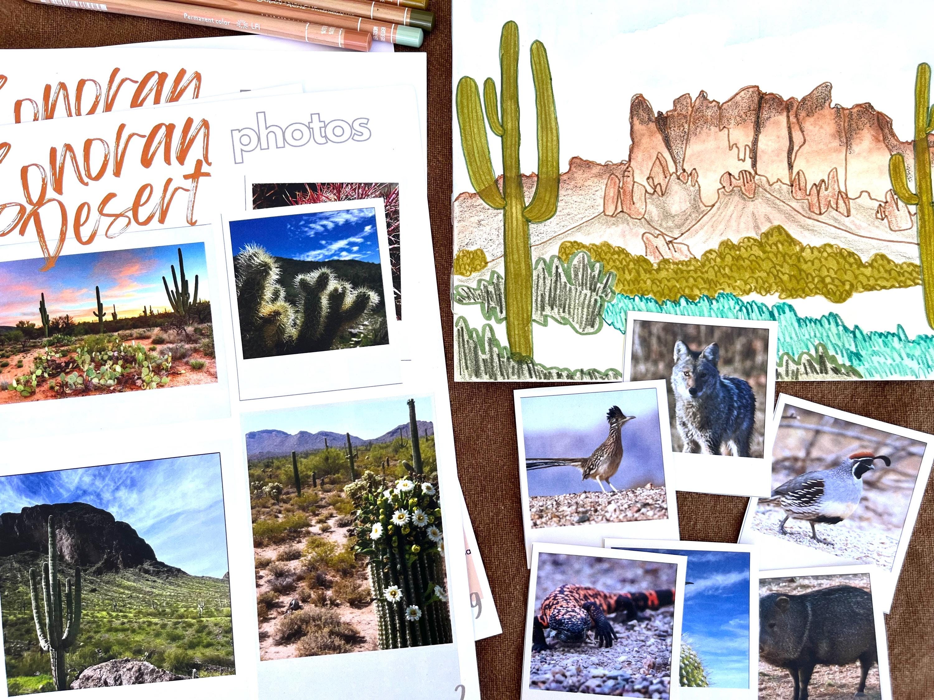 An Explorer's Guide to Life in the Sonoran Desert: Unit Study for ...