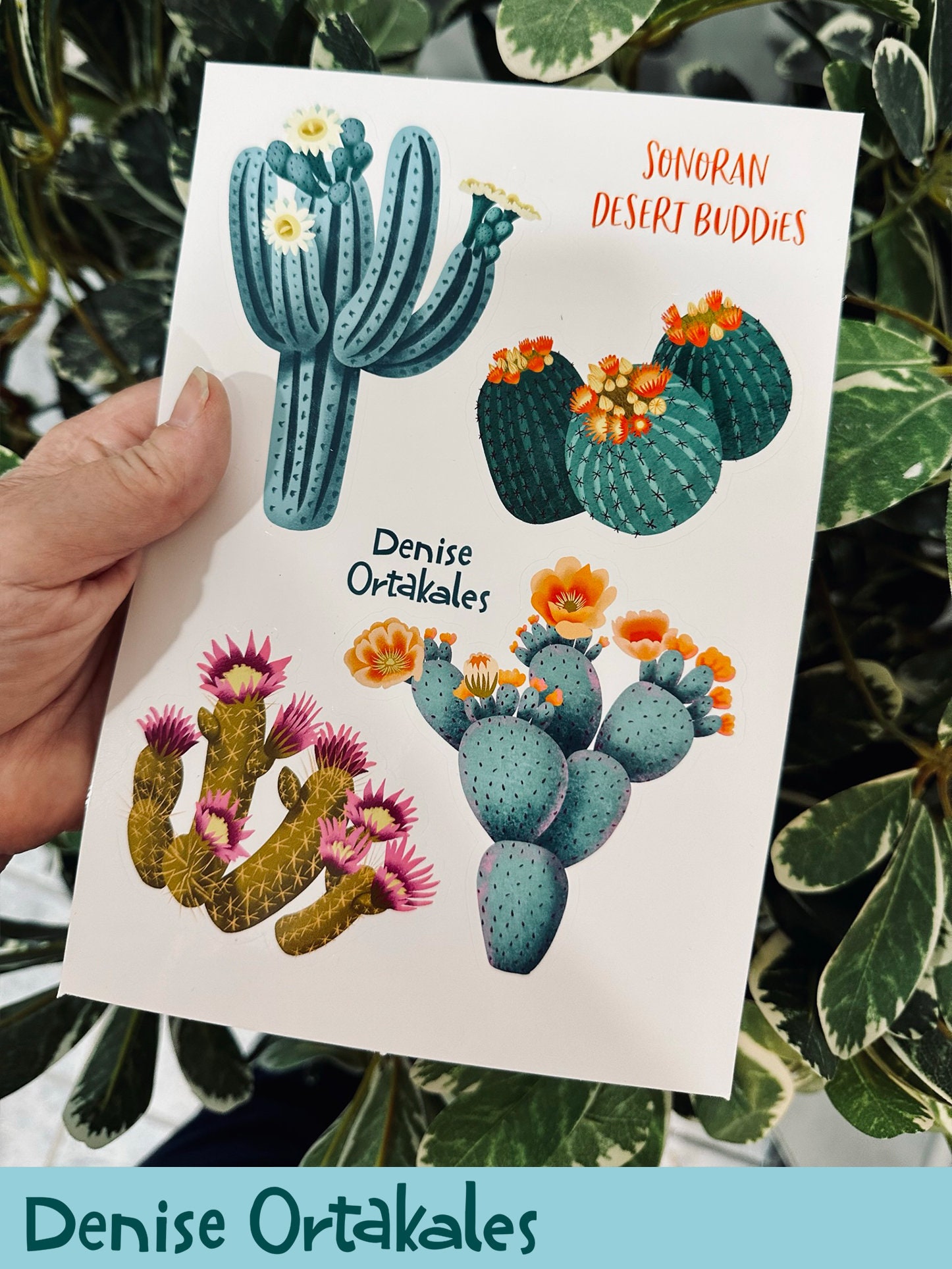 Sonoran Desert Cactus Sticker Sheet – Vinyl Illustration - Etsy