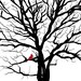 Lucky Red Tree Print Series / Triptik, Three Prints, Series, 3 Prints ...