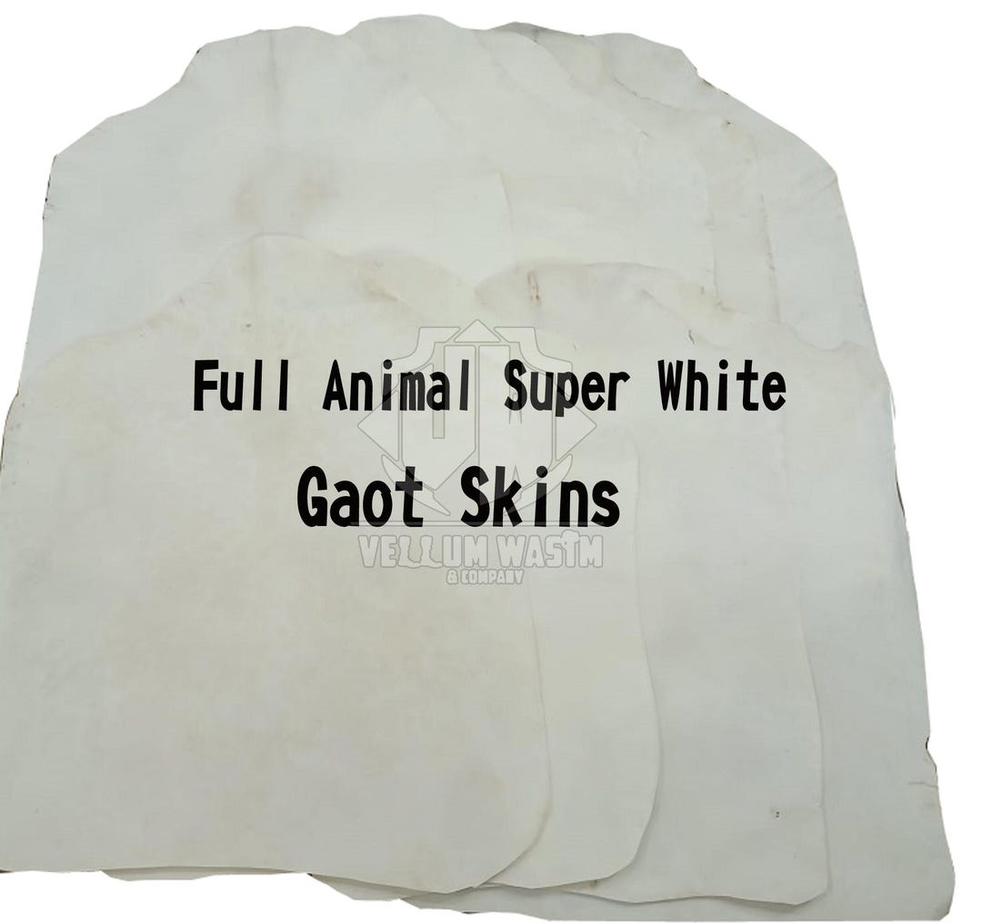 Full Animal Goat Skin Drum Heads: Super White, Natural Vellum (34-38 X ...