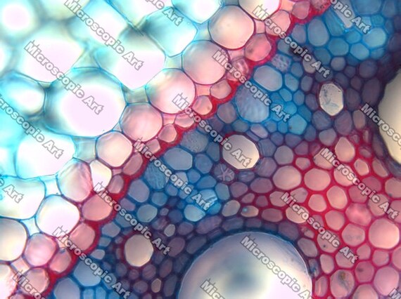 High Magnification Corn Root - Etsy