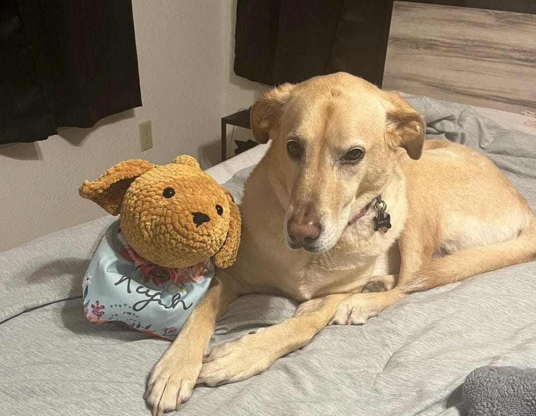 Custom Dog Replica Stuffies as a Memorial or Just for Fun! - Etsy