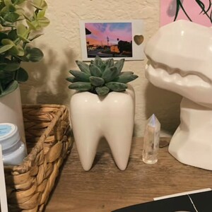 Tooth Vase Dental Desk Decor Dental Vase Tooth Planter Molar Tooth ...