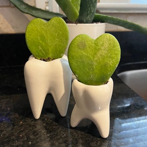 Tooth Vase Dental Desk Decor Dental Vase Tooth Planter Molar Tooth ...