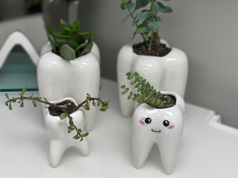 Ceramic Tooth Vase, Molar Planter, Dental Graduation Gift - Etsy