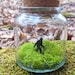 Miniature Ladybug Terrarium by Sbmathieu - Etsy