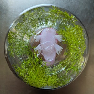 Miniature Axolotl Terrarium by Sbmathieu - Etsy