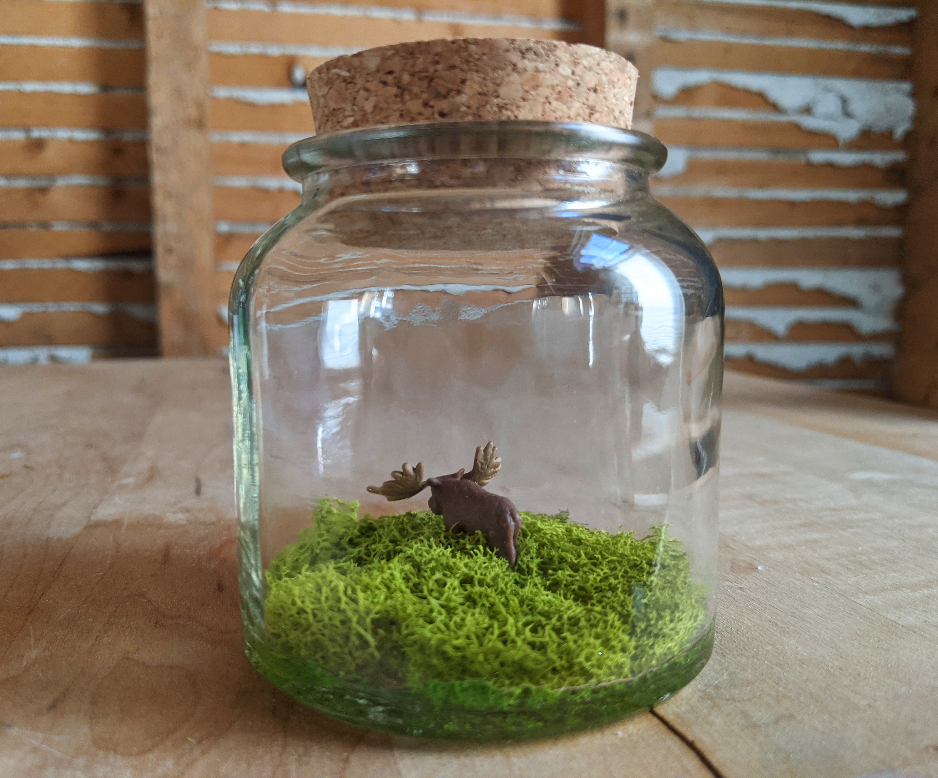 Miniature Moose Terrarium by Sbmathieu - Etsy