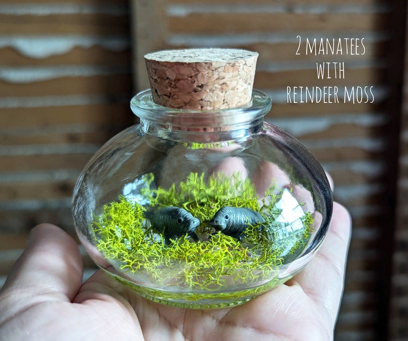 Miniature Manatee Terrarium by Sbmathieu - Etsy