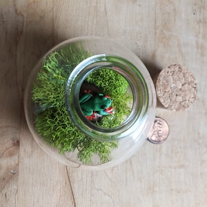 Miniature Red Eyed Tree Frog Terrariums by Sbmathieu - Etsy