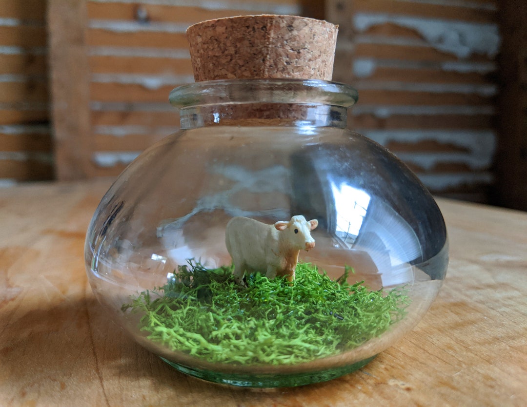 Miniature White Charolais Cow Terrarium by Sbmathieu - Etsy