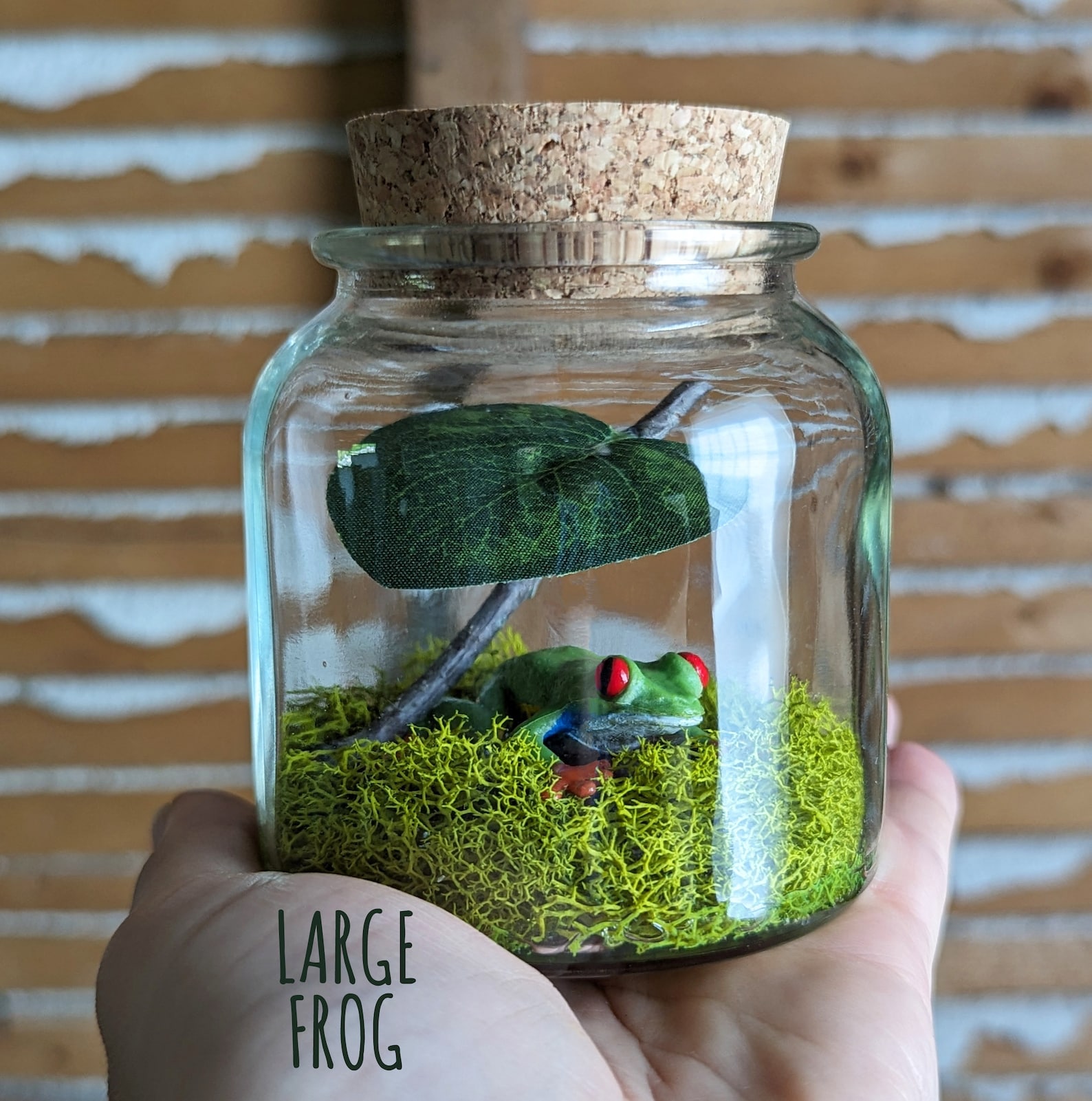 Miniature Red Eyed Tree Frog Terrariums by Sbmathieu - Etsy