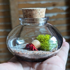 Miniature Red Hermit Crab Terrarium by Sbmathieu - Etsy