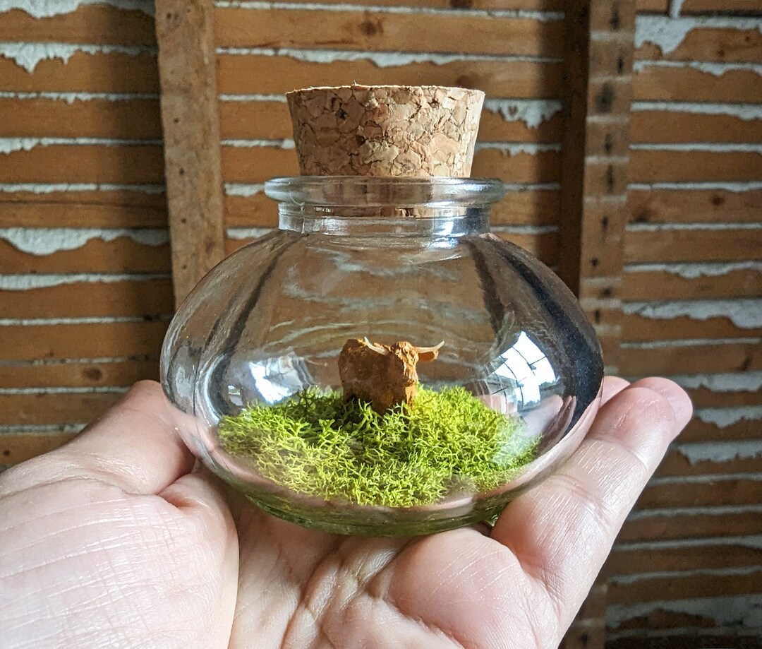 Miniature Highland Cow Terrarium by Sbmathieu - Etsy