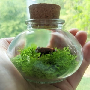 Miniature Ladybug Terrarium by Sbmathieu - Etsy