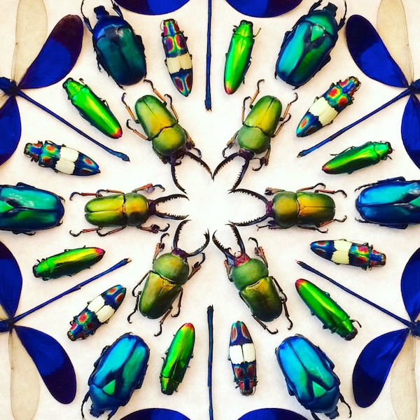 Insect Taxidermy - Etsy