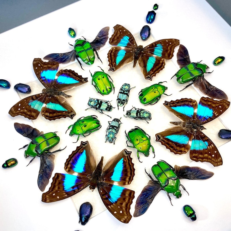 Framed Insects - Etsy