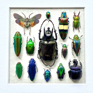 Framed Insect Taxidermy Oddities and Curiosities Framed Wall Art Real ...