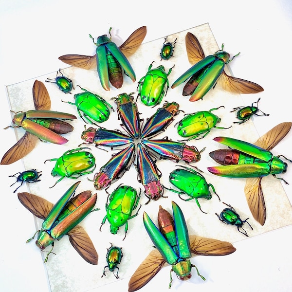 Insect Collection - Etsy