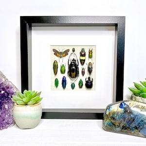 Framed Insect Taxidermy Oddities and Curiosities Framed Wall Art Real ...