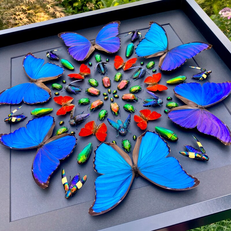 Butterfly Display - Etsy