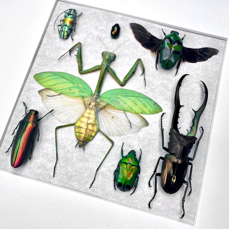 Framed Insects - Etsy