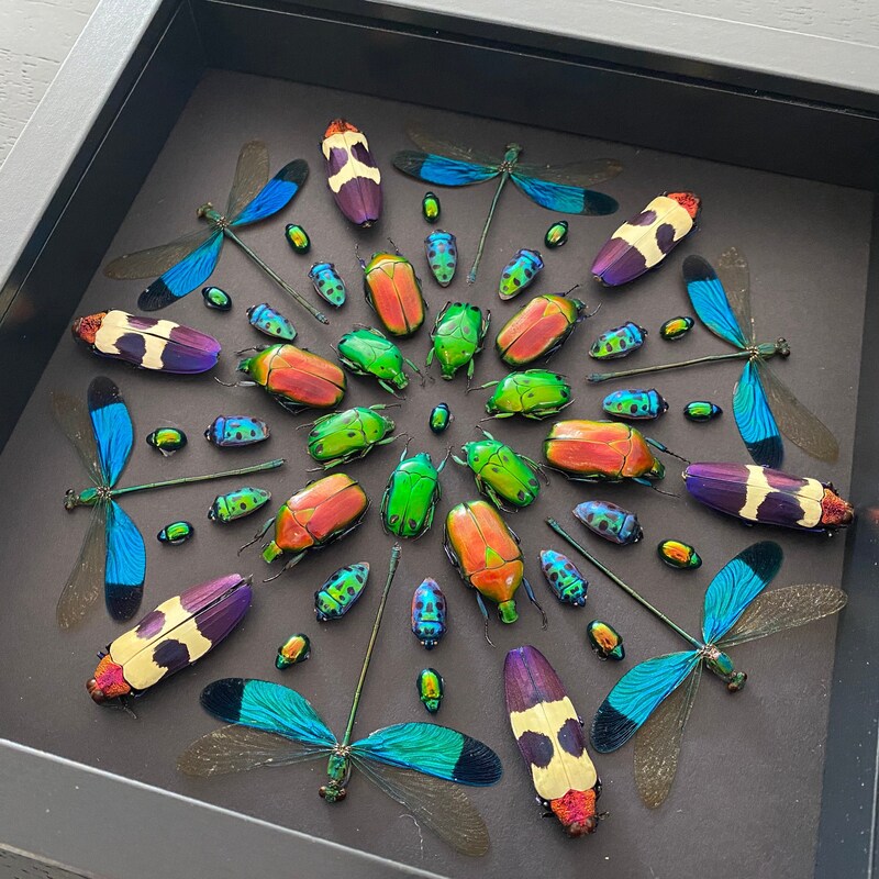 Pinned Insect Shadow Box - Etsy
