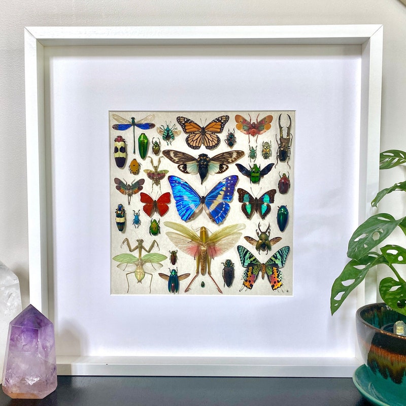 Insect Collection - Etsy