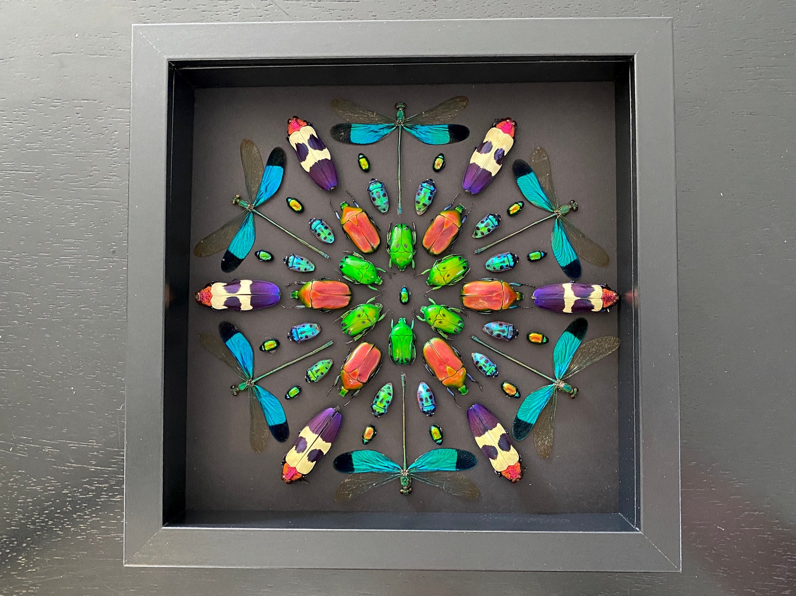 Real Framed Insects Pinned Bugs Oddities and Curiosities Taxidermy ...