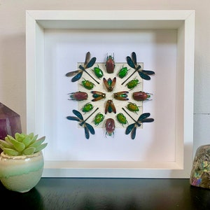 Real Insect Art Framed Insect Taxidermy Bugs Framed Beetle Art Insect ...
