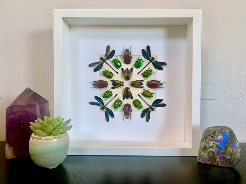 Real Insect Art Framed Insect Taxidermy Bugs Framed Beetle Art Insect ...