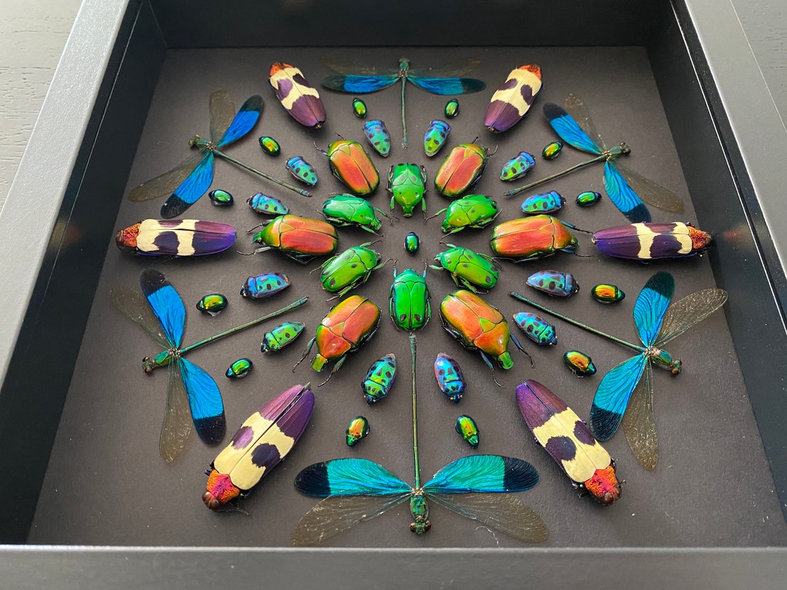 Real Framed Insects Pinned Bugs Oddities and Curiosities | Etsy