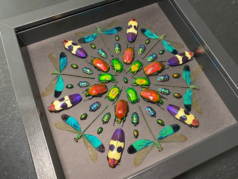 Real Framed Insects Pinned Bugs Oddities and Curiosities | Etsy