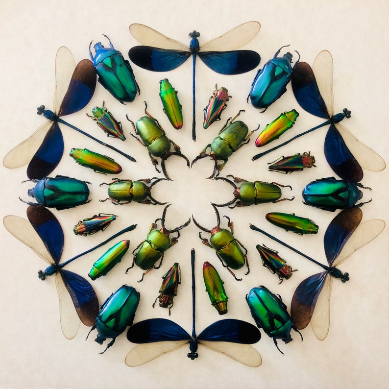 Framed Insect Taxidermy Oddities and Curiosities Framed Wall Art Mixed ...