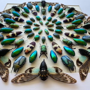 Real Insect Taxidermy Art Large Framed Wall Art Mixed Media Art ...