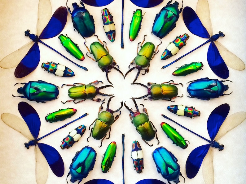 Framed Insect Taxidermy Oddities and Curiosities Framed Wall Art Mixed ...