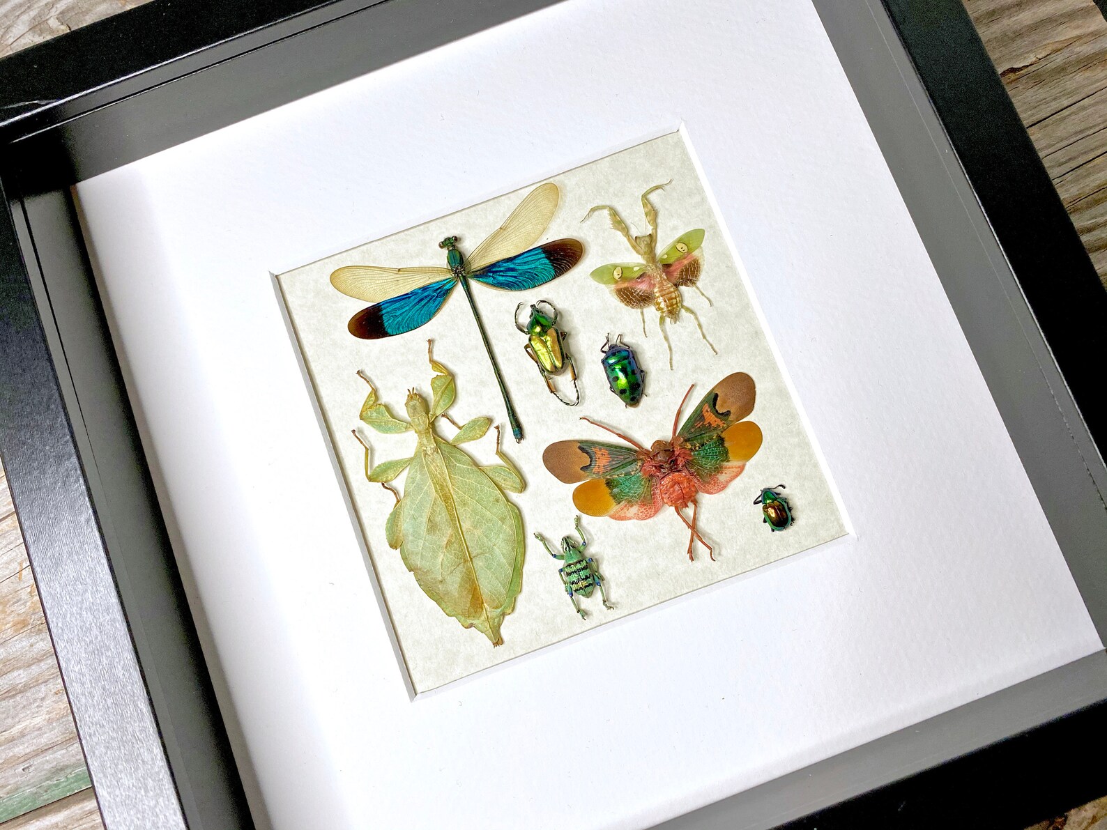 Real Insect Taxidermy Art Dragonfly Taxidermy Oddities and - Etsy