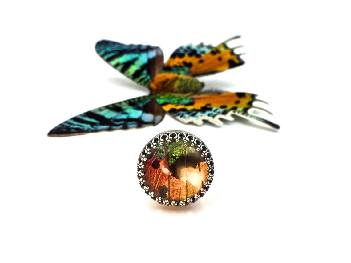 Real Moth Wings Ring Cool Rings Sunset Moth Taxidermy Ring Weird Stuff ...