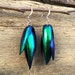 Real Beetle Wing Earrings Insect Earrings Beetle Earrings Real Bug ...