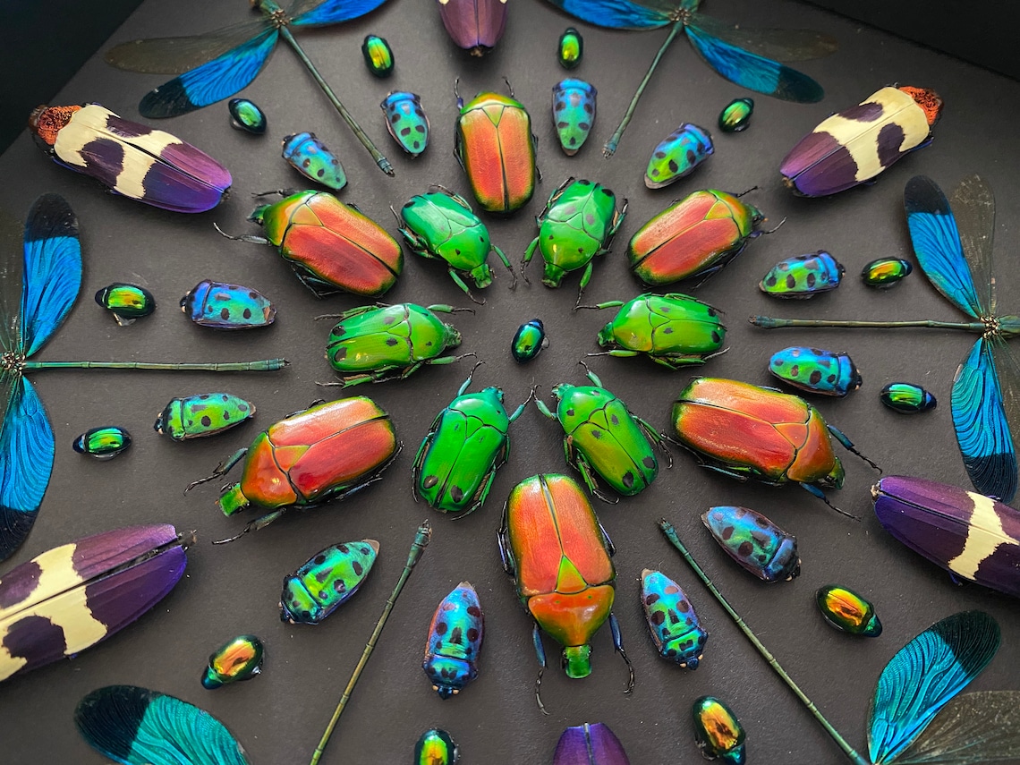 Real Framed Insects Pinned Bugs Oddities and Curiosities | Etsy