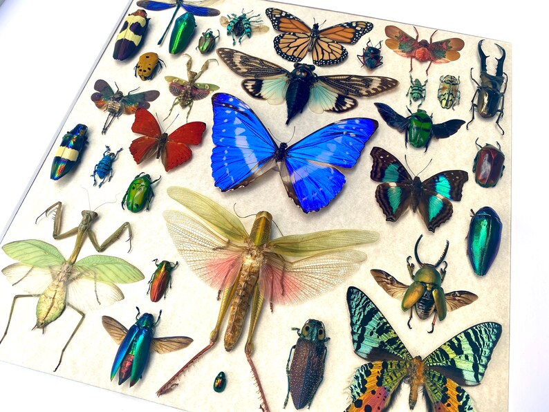 Real Insect Wall Art Rare Insect Collection Bug Wall Art Taxidermy Wall ...
