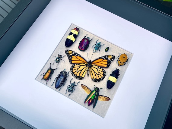 Mounted Insect Art